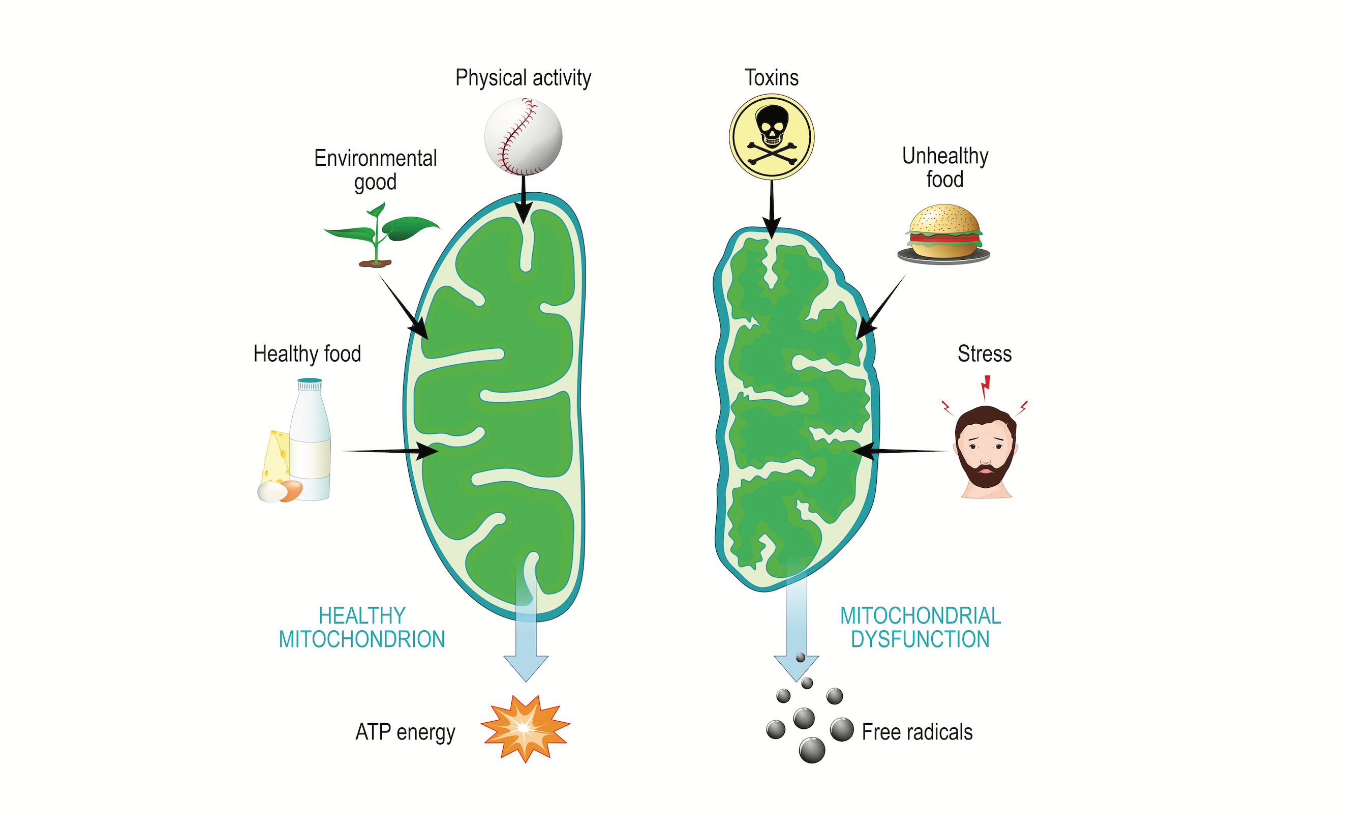LifeWave Patches Overview - USA – PatchEDU